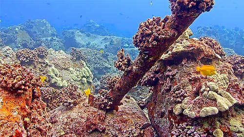 Live HD Webcam Aqualink, MEGA Lab, Hawaii,Aqualink, MEGA Lab, Hawaii ...